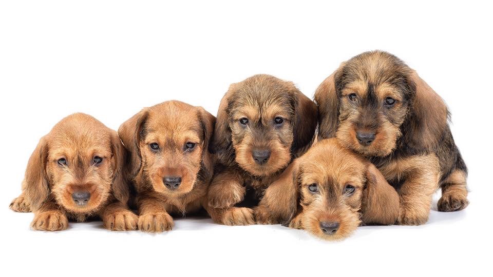 Swissking, Dachshunds, Teckel, Kaninchen Wirehair, Kanichen Smooth ...